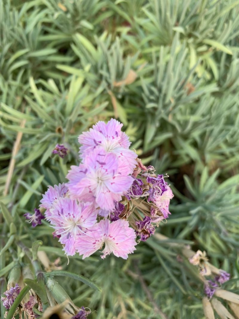 Dianthus rupicola, i garofanino delle rupi | Italian Botanical Trips