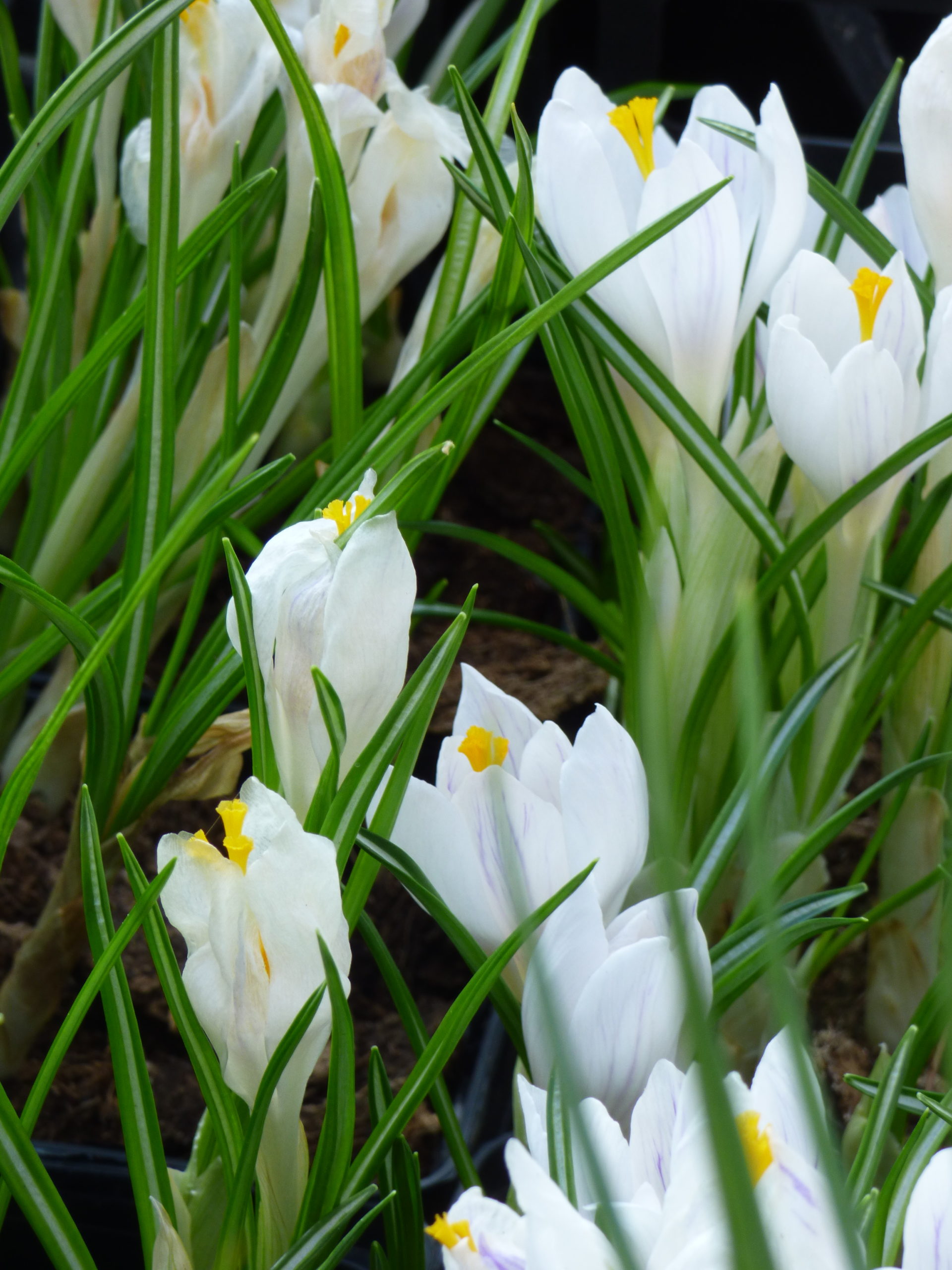 Naturalizzare le bulbose | Italian Botanical Trips