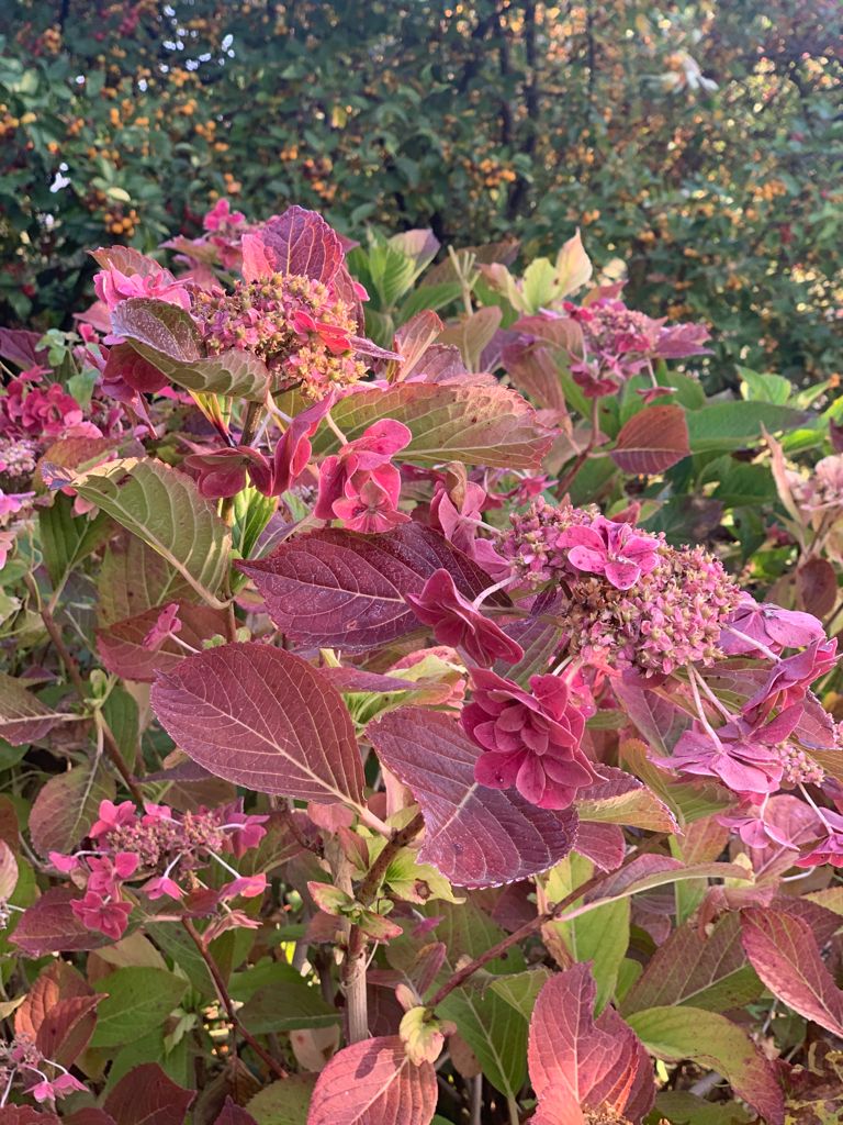 Hydrangea macrophylla 'Jogosaki' copia | Italian Botanical Trips