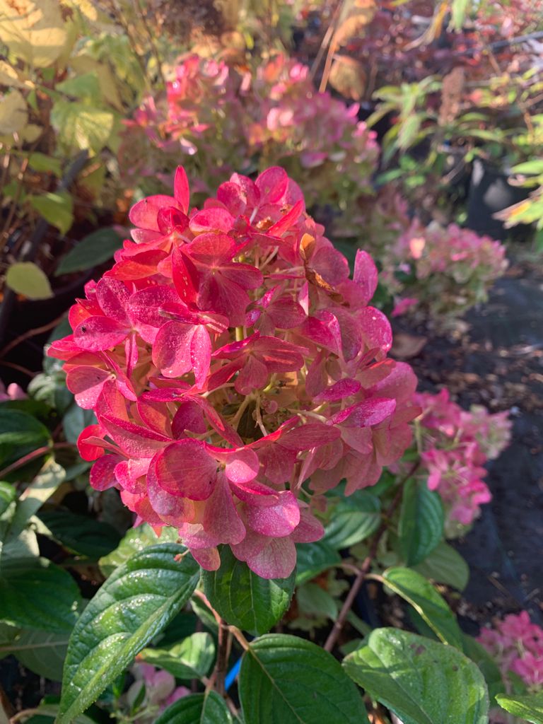 Hydrangea paniculata 'Diamond Rouge' | Italian Botanical Trips