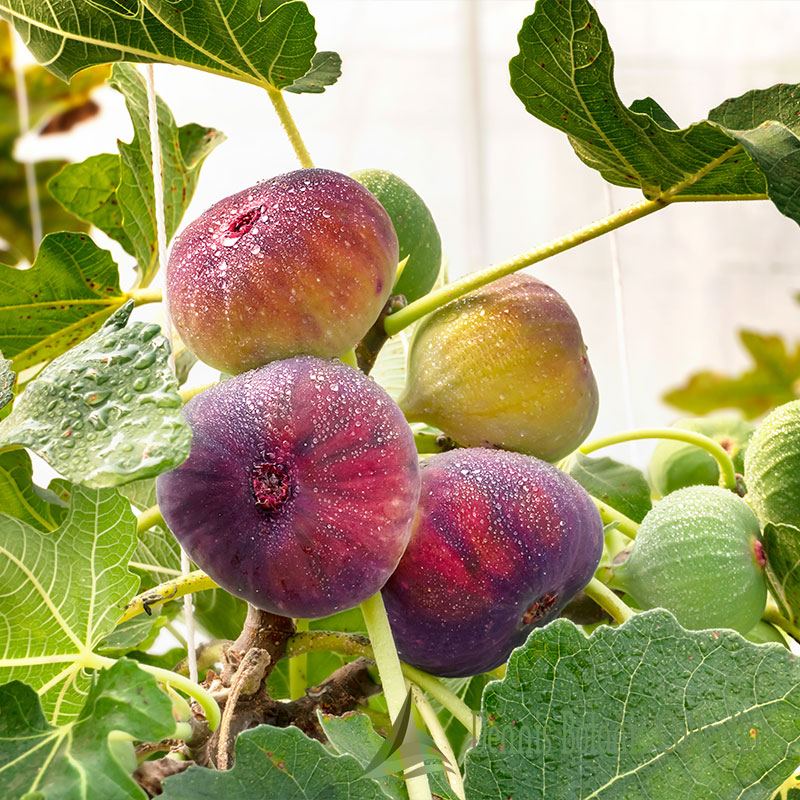Ficus carica ‘Little Miss Figgy’ | Italian Botanical Trips